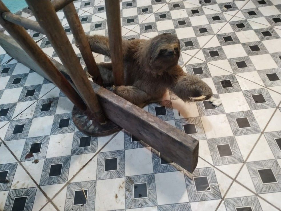 Cotia: Bicho-preguiça é resgatado em salão de cabeleireiro