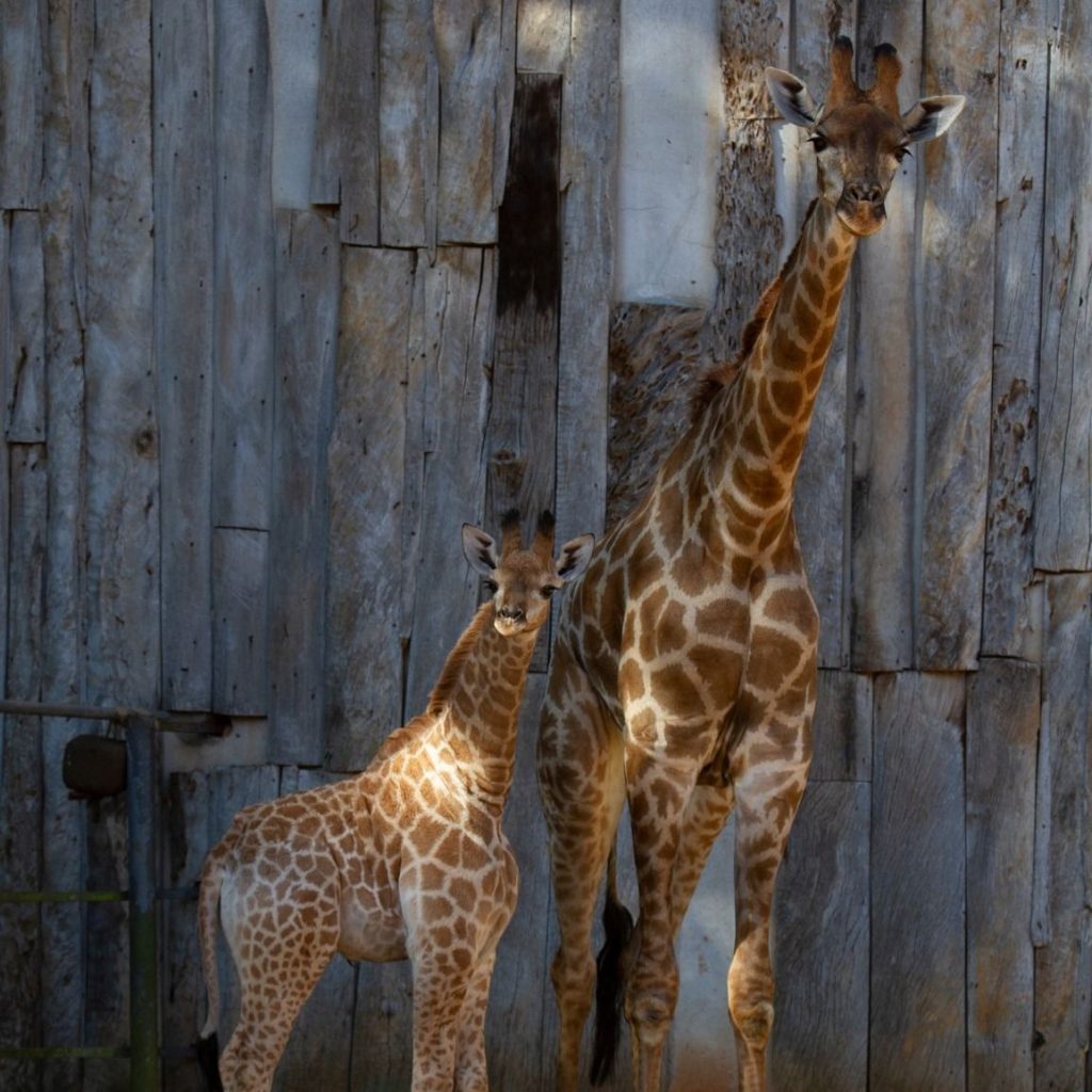 Zoo de SP: no mês de maio, mães têm entrada gratuita