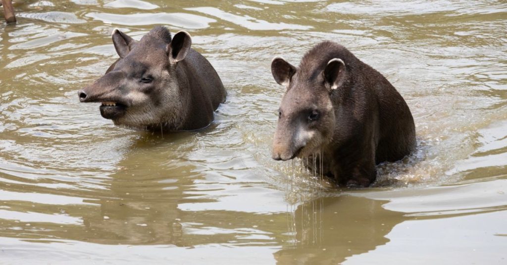 Zoo de SP: no mês de maio, mães têm entrada gratuita