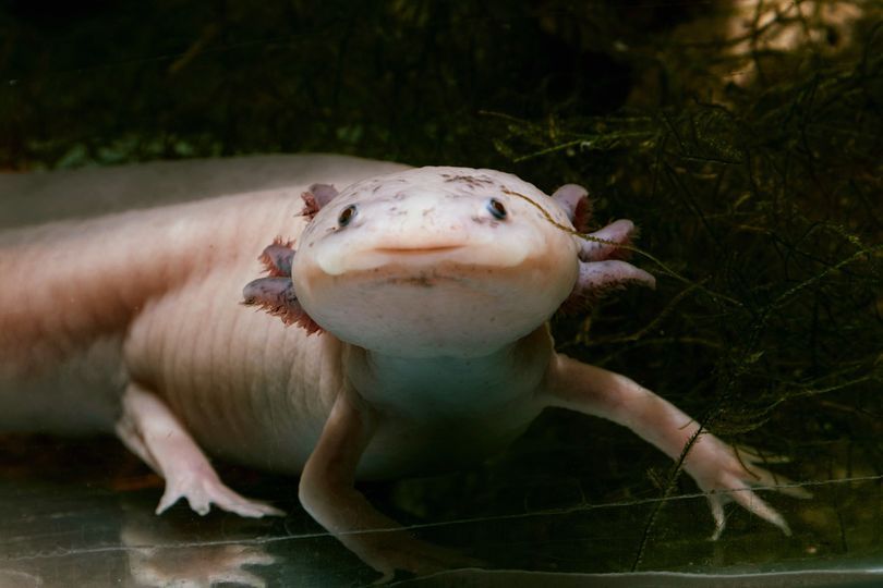 Zoo de SP tem promoção de meia entrada durante a semana